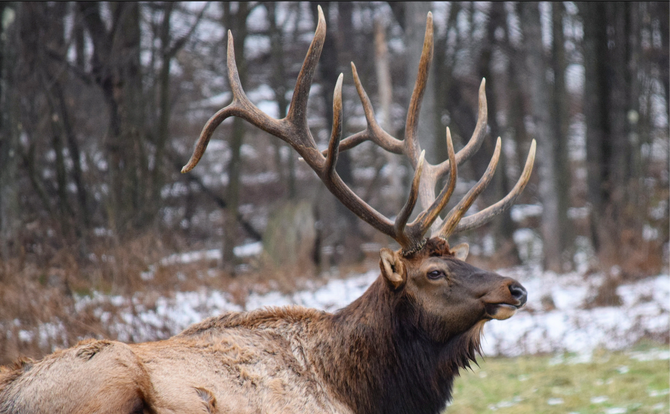How to Hunt Elk in Pennsylvania - 2025 PA Elk Hunting Application Stra ...